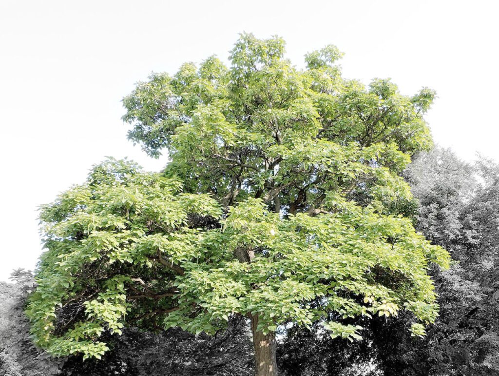 Monument Trees – Hamilton Civic Museums